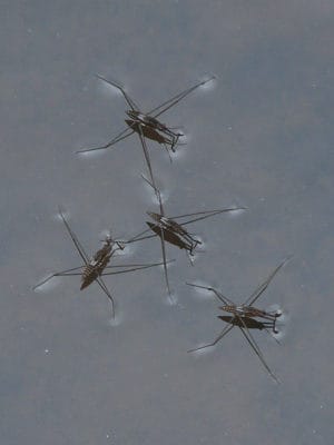 Pond Skater (Gerridae) | AZAnimals.com