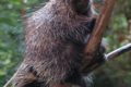 Porcupine (Erethizon Dorsaum) | AZAnimals.com