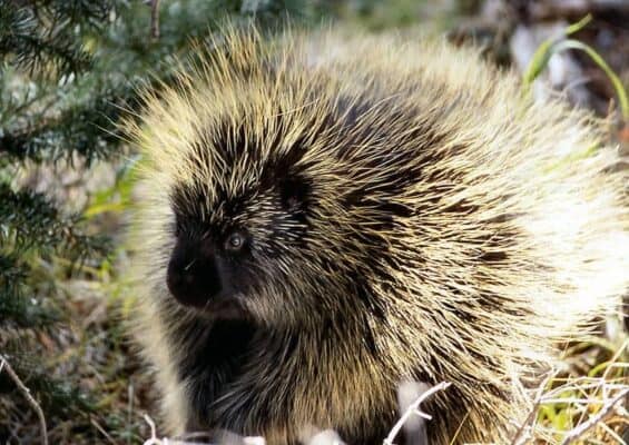 Porcupine Animal Facts - Erethizon Dorsaum - A-Z Animals