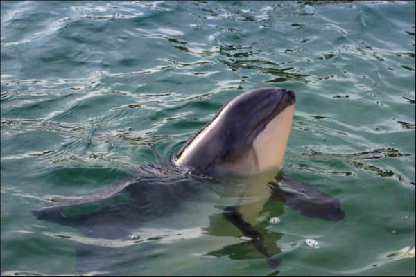 Harbor Porpoise Animal Facts - A-Z Animals