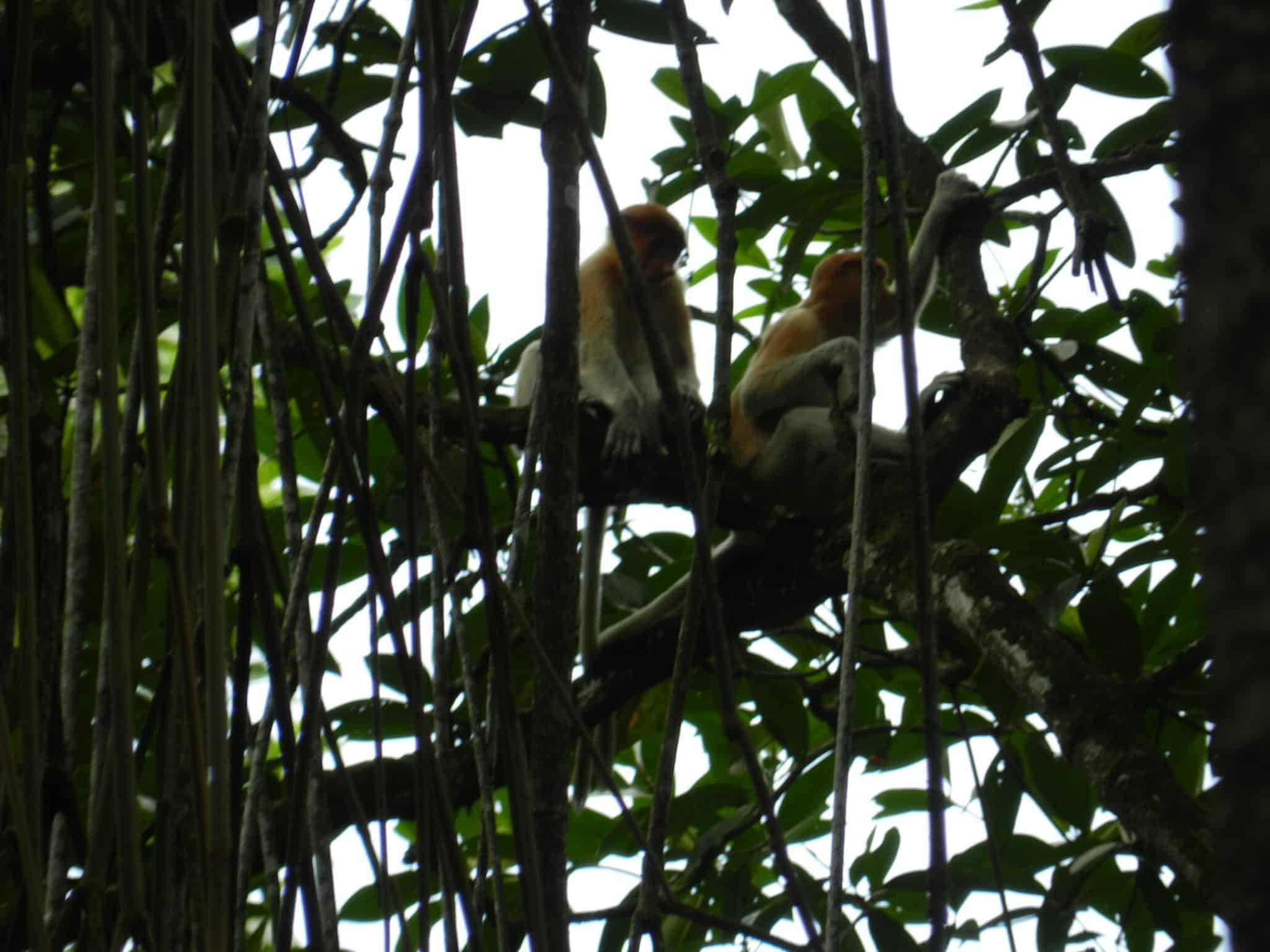 10 Incredible Proboscis Monkey Facts - AZ Animals