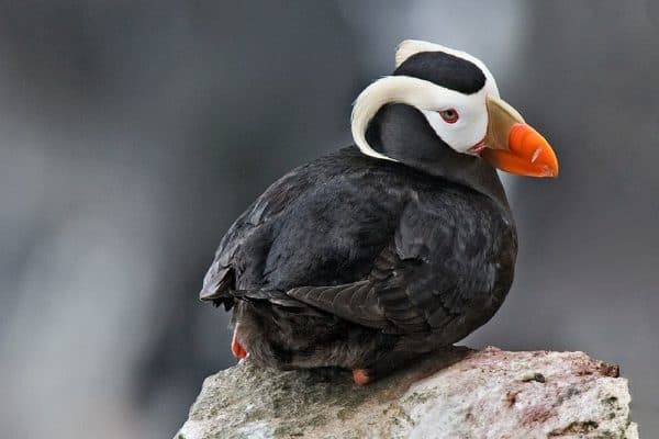 Meet The 15 Cutest Fluffy Animals In The World - A-Z Animals