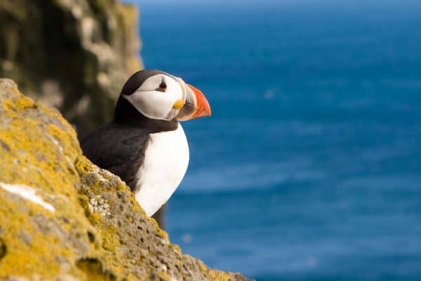Puffin Bird Facts | Fratercula arctica | AZ Animals