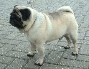 Pug Animal Facts - Canis lupus familiaris - A-Z Animals
