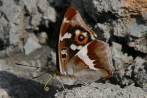 Purple Emperor Butterfly Animal Facts - Apatura iris - A-Z Animals