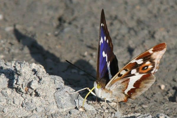 Purple Emperor Butterfly Animal Facts - Apatura iris - A-Z Animals