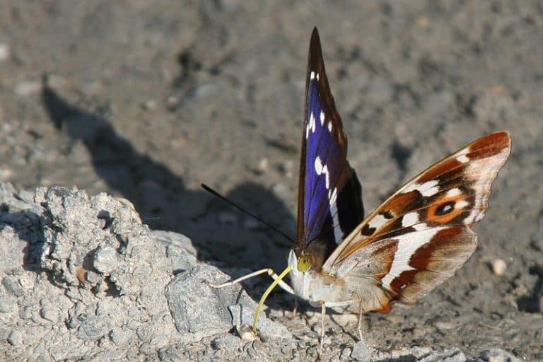 Purple Emperor Butterfly Insect Facts - Apatura iris - A-Z Animals