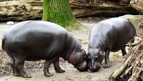 Pygmy Hippopotamus Animal Facts - Choeropsis liberiensis - A-Z Animals