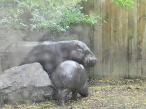 Hippopotamus Animal Facts - Hippopotamus amphibius - A-Z Animals