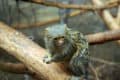 Pygmy Marmoset (Callithrix Pygmaea) | Incredible Facts | A-Z Animals
