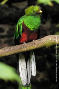10 Fascinating Facts About Quetzals - A-Z Animals