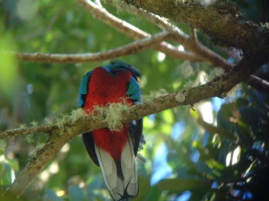 10 Fascinating Facts About Quetzals - A-Z Animals
