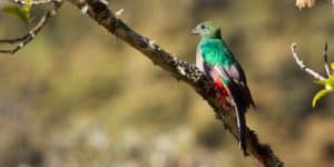 10 Fascinating Facts About Quetzals - A-Z Animals
