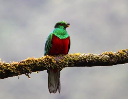 Quetzal Animal Facts - Pharomachrus mocinno - A-Z Animals