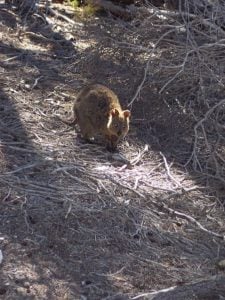 Quokka Animal Pictures | A-Z Animals