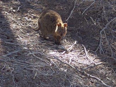 Quokka Animal Facts | Setonix brachyurus | AZ Animals