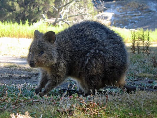 Quokka Animal Facts - Setonix brachyurus - A-Z Animals