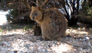 Quokka Animal Pictures | A-Z Animals