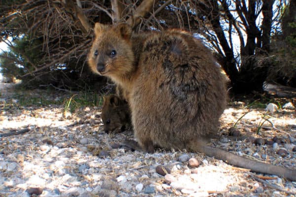 Quokka Animal Facts | Setonix brachyurus | AZ Animals