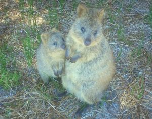 Quokka Animal Pictures | A-Z Animals