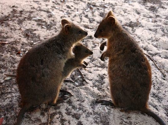 Quokka Animal Facts - Setonix brachyurus - A-Z Animals
