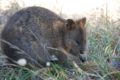 Quokka Animal Pictures | A-Z Animals