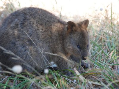 Quokka Animal Facts | Setonix brachyurus | AZ Animals