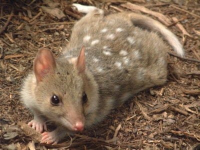 Quoll Animal Facts - Dasyurus - A-Z Animals