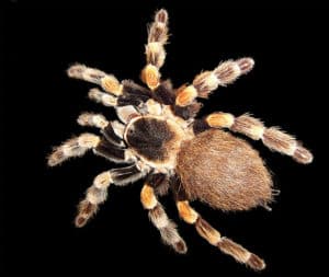 Red Knee Tarantula Animal Facts - Brachypelma smithi - A-Z Animals