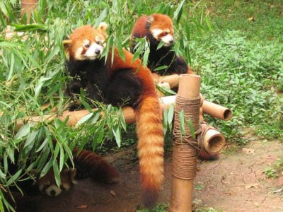 Discover 5 Amazing United States Zoos With Red Pandas - A-Z Animals