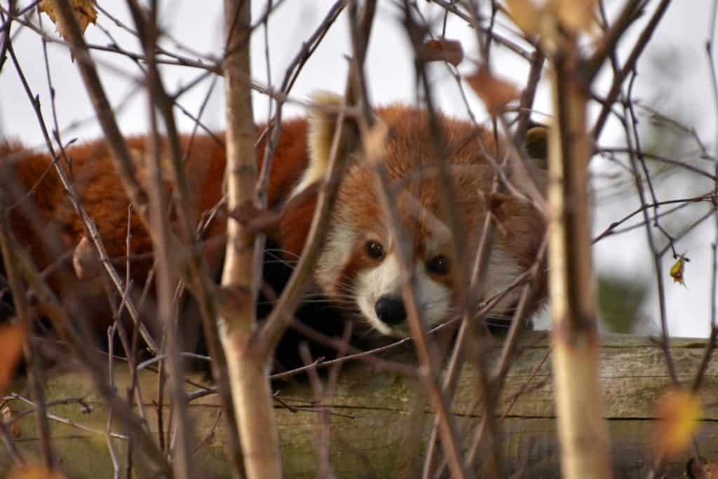 Red Panda Quiz: Test What You Know! - A-Z Animals