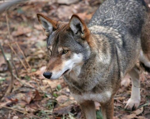 Are Red Wolves Endangered and How Many Are Left in the World? - A-Z Animals