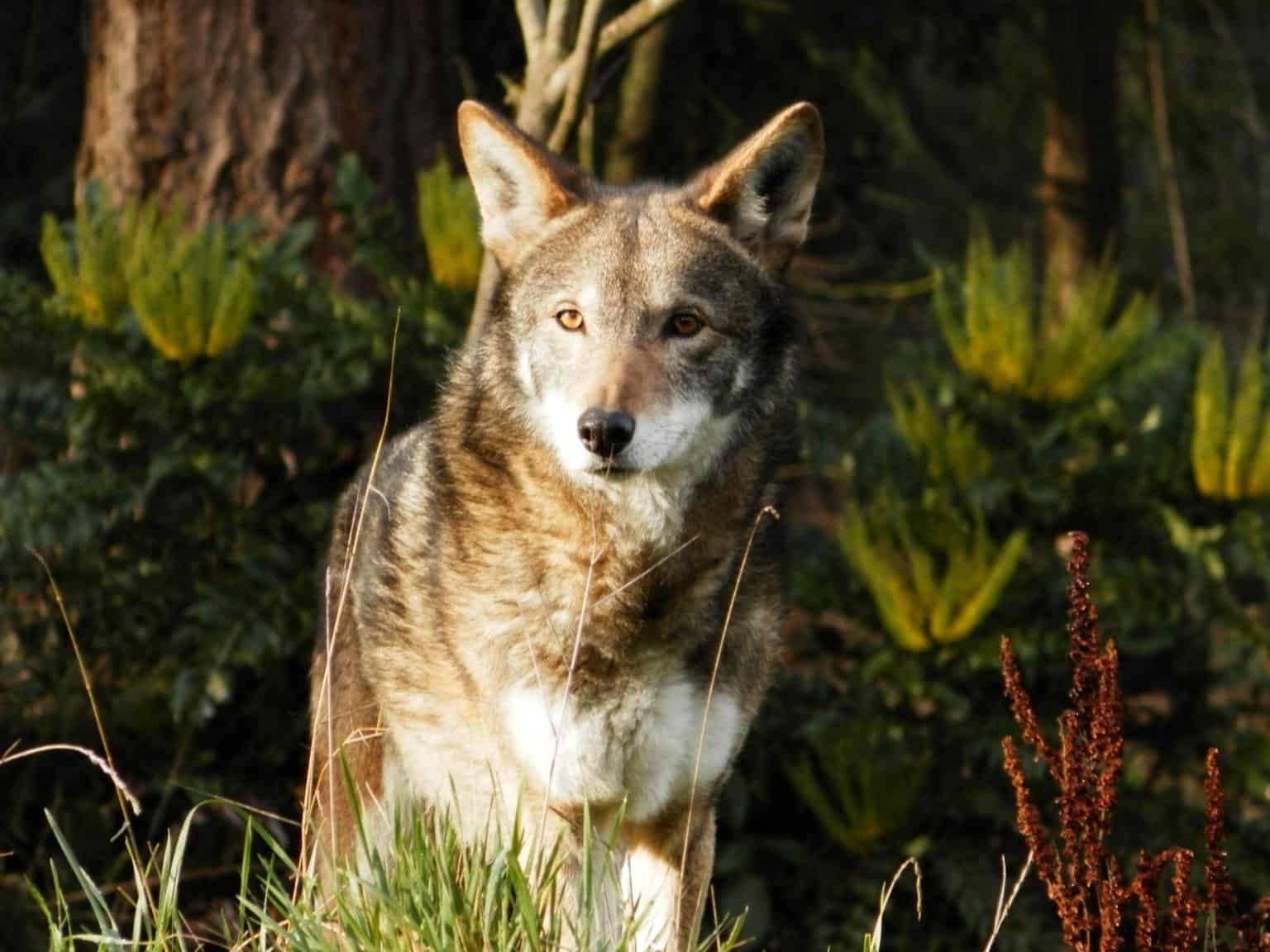 10 Key Facts About Red Wolves - A-Z Animals
