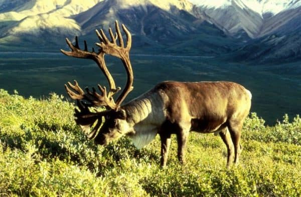 Reindeer Animal Facts - Rangifer Tarandus - A-Z Animals