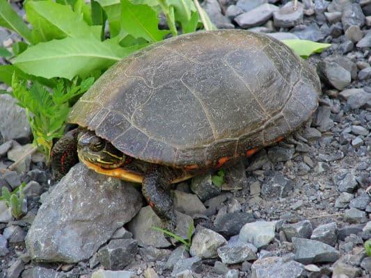 From Egg to River: The Perilous Life Journey of a River Turtle - A-Z ...
