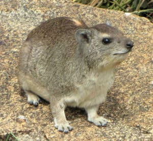 Rock Hyrax Animal Facts - Procavia capensis - A-Z Animals