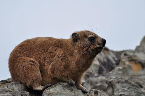 9 Animals That Look Like Rats (and What They Actually Are) - A-Z Animals