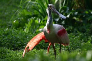 10 Fascinating Facts About Roseate Spoonbills - A-Z Animals