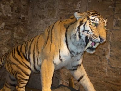 Saber-Toothed Tiger Animal Facts | Smilodon populator | AZ Animals