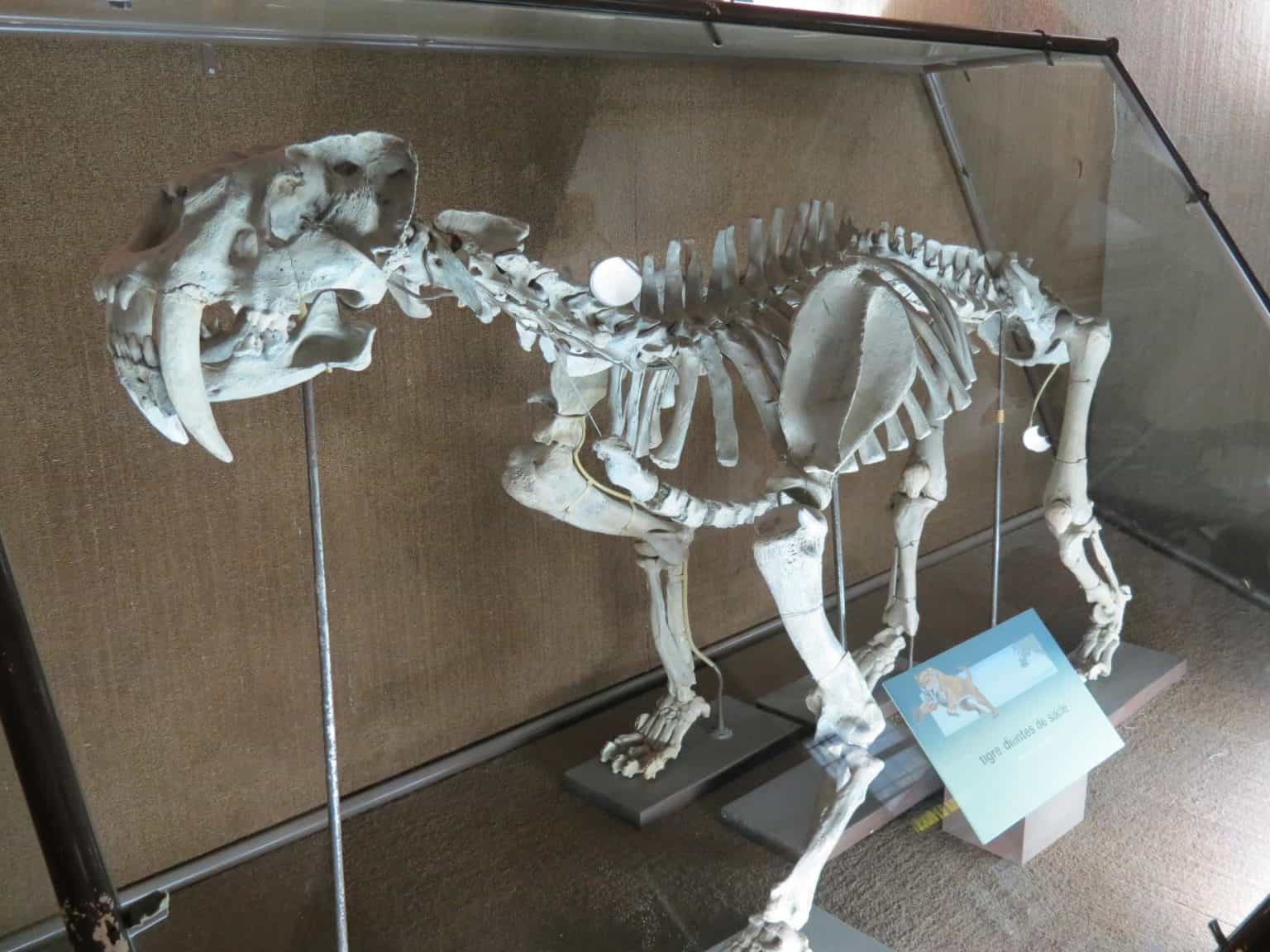 Saber-Toothed Tiger Animal Facts - Smilodon populator - A-Z Animals