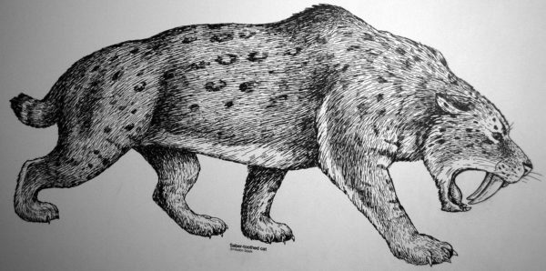 Saber-Toothed Tiger Animal Facts - Smilodon populator - A-Z Animals