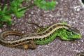 Sand Lizard (Lacerta Agilis) | AZAnimals.com
