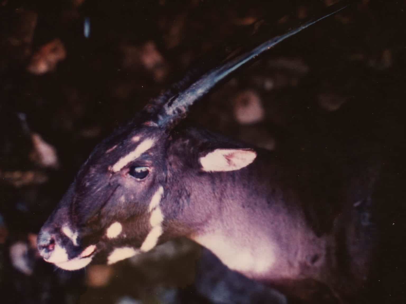 Saola Animal Facts - Pseudoryx nghetinhensis - A-Z Animals