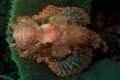 Scorpion Fish (Scorpaenidae) | AZAnimals.com