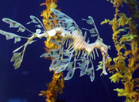 Sea Dragon Animal Facts - Phycodurus eques - A-Z Animals