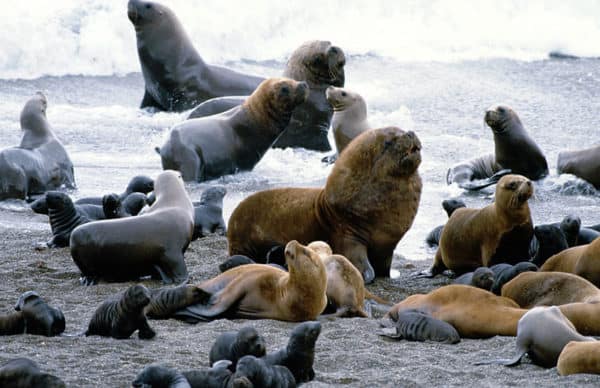 10 Key Facts About Sea Lions - A-Z Animals