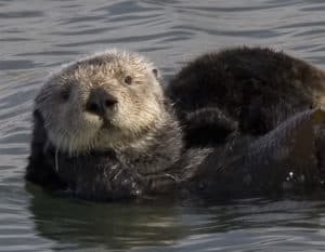 Sea Otter Animal Facts - Enhydra lutris - A-Z Animals