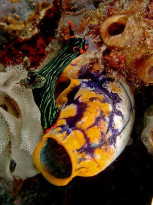 Sea Squirt Animal Facts - Ascidiacea - A-Z Animals