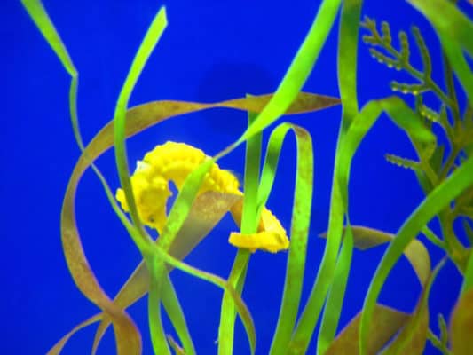 Seahorse Fish Facts - Hippocampus - A-Z Animals