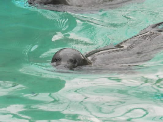 Seal Animal Pictures | A-Z Animals